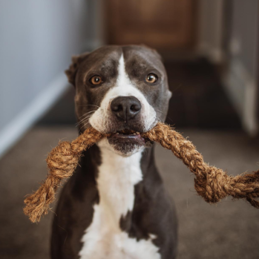 Coconut Husk Dog Chew Rope - Xuất nhập khẩu Hàng Xanh