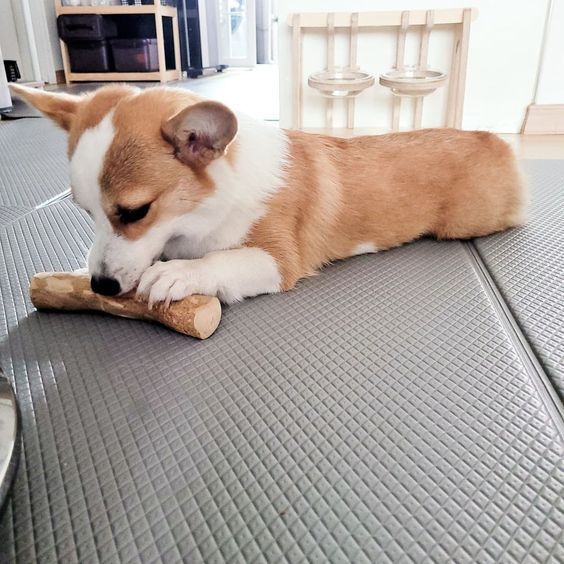 What is coffee wood dog bone? How does it work?