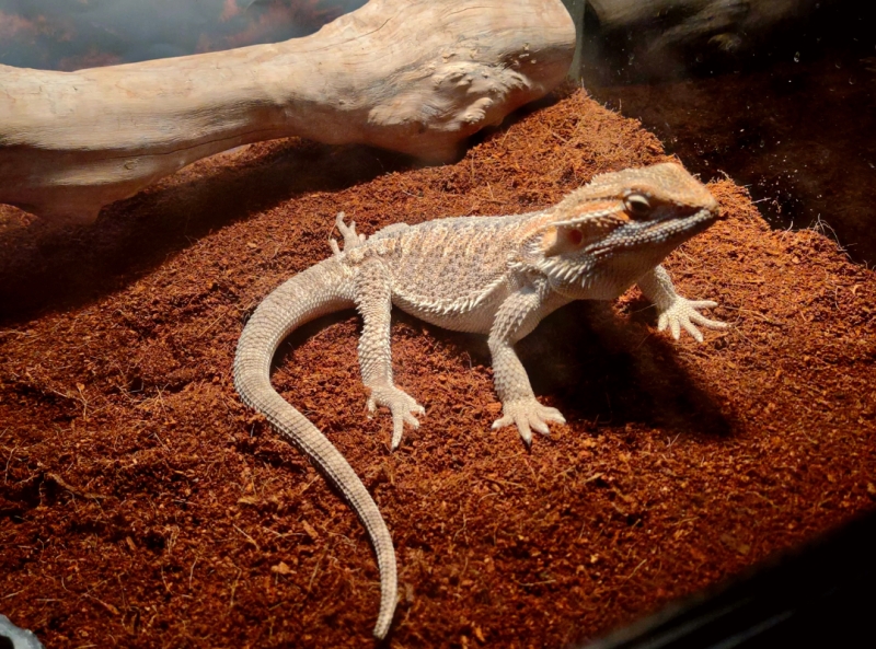 Why is coco peat the best choice for your reptile pet?