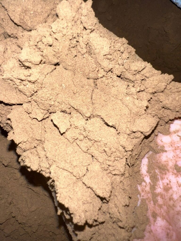 Dehydrated Black Soldier Fly Larvae (Powder) - Xuất nhập khẩu Hàng Xanh