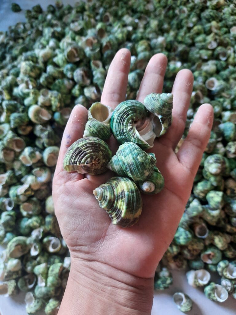 Spotted Tun Shells - Xuất nhập khẩu Hàng Xanh