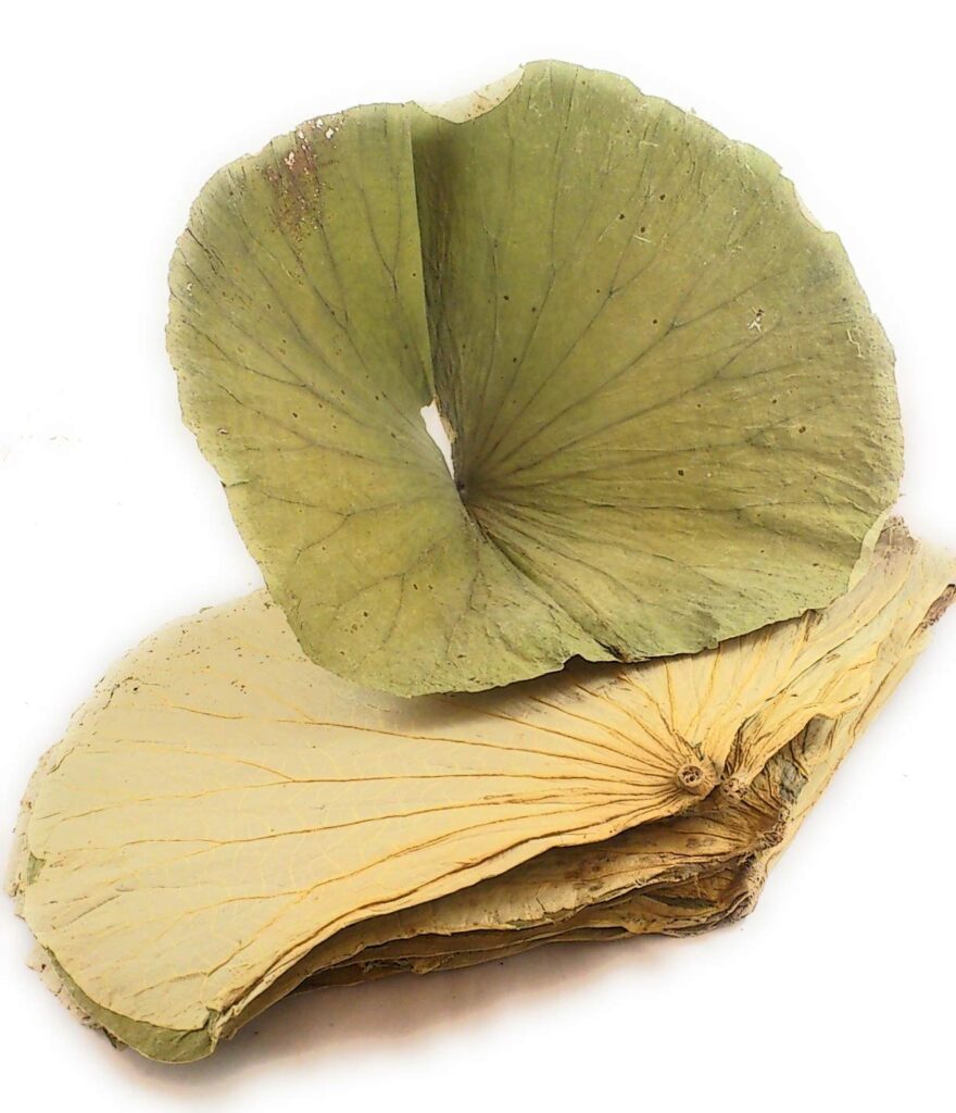 Lotus Leaves - Xuất nhập khẩu Hàng Xanh