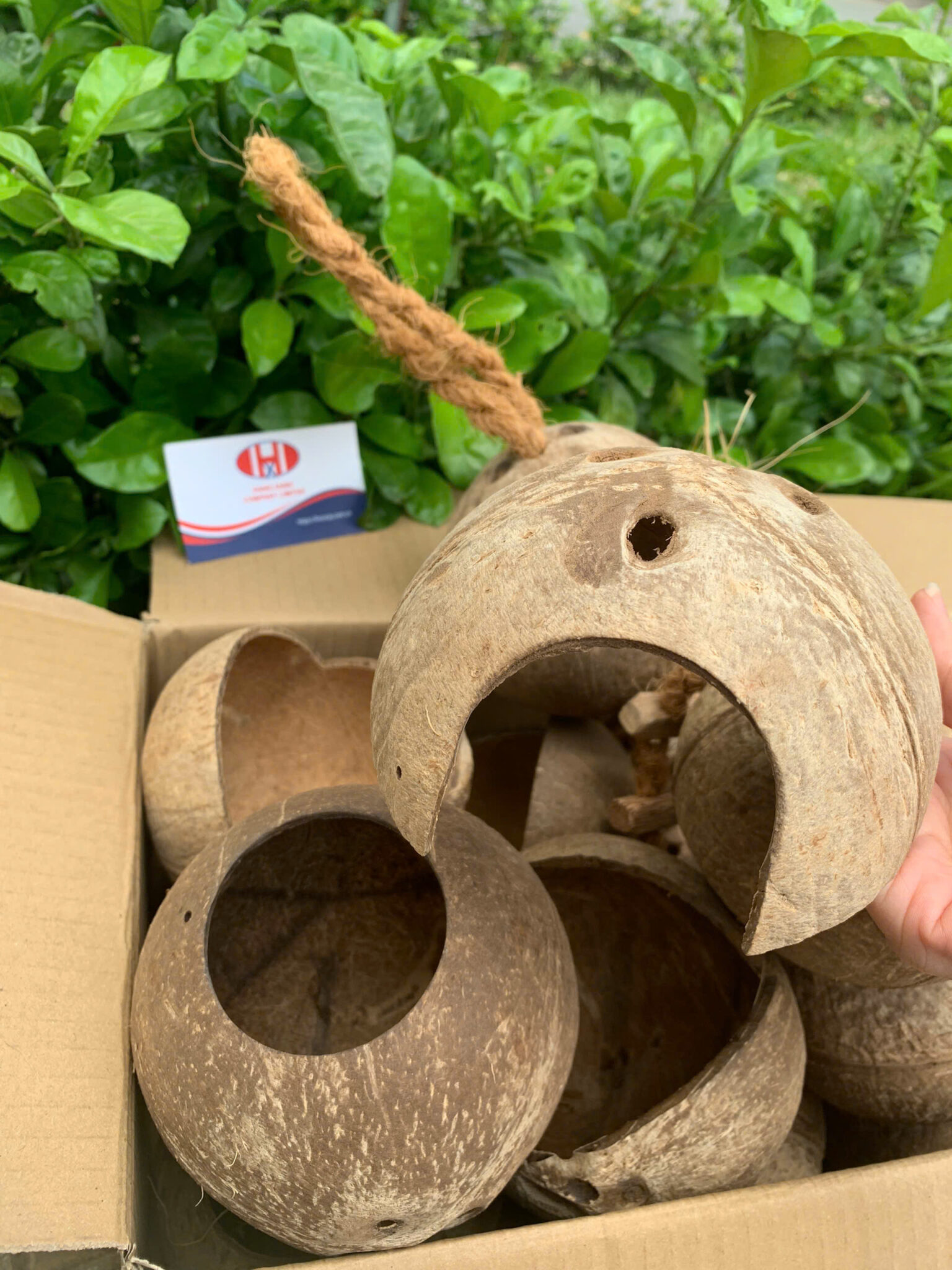 Coconut Shell Hideouts For Pets - Xuất nhập khẩu Hàng Xanh