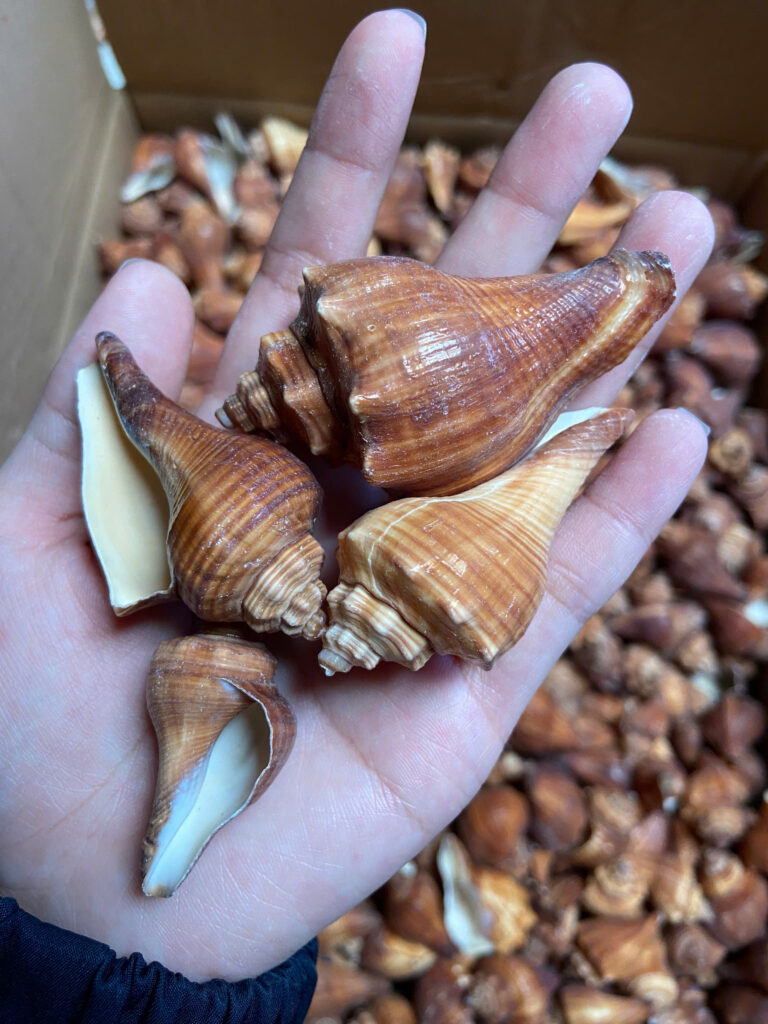 Nucella Lamellosa Shell - Xuất nhập khẩu Hàng Xanh