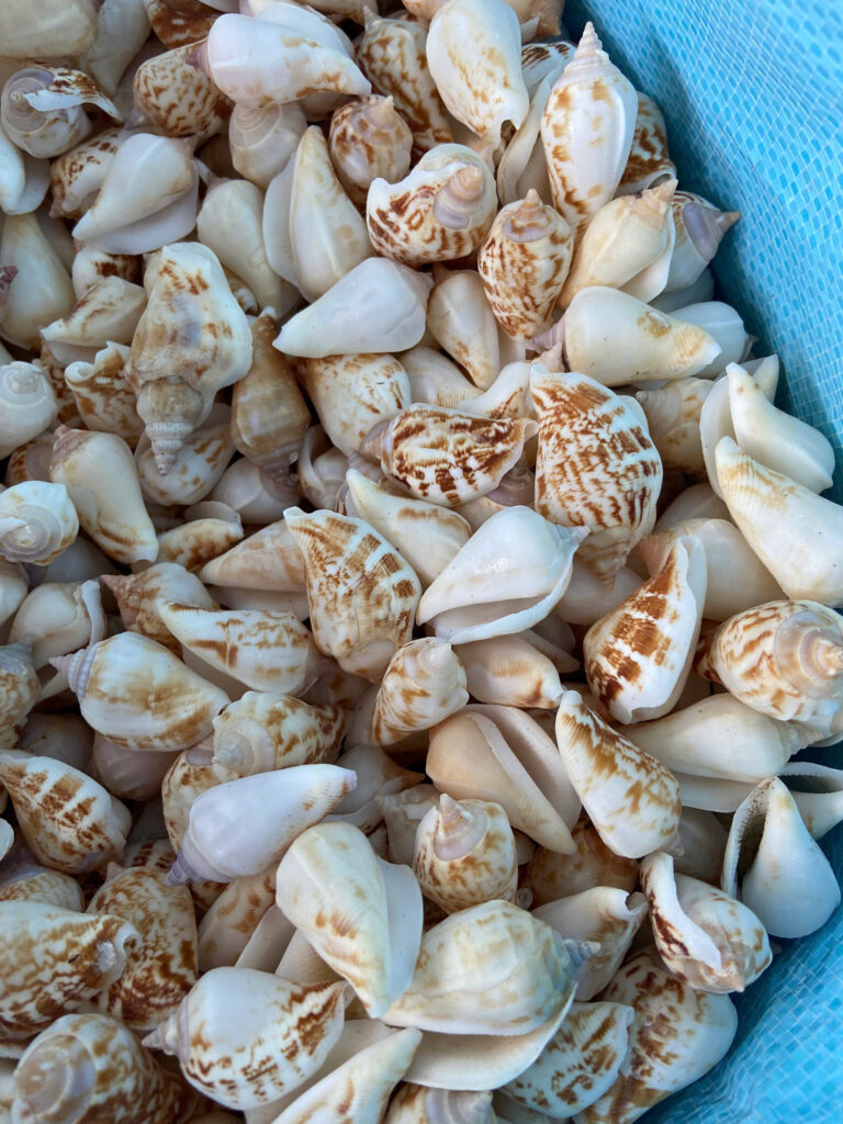 Strawberry Conch Seachells - Xuất nhập khẩu Hàng Xanh